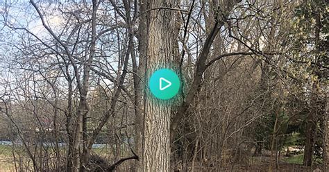 Treehouse Start To Finish Album On Imgur