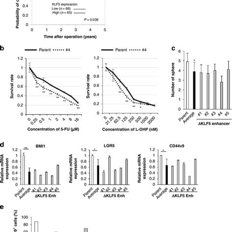 The Deletion Mutants Of The KLF5 Enhancer Show Decreased Cancer
