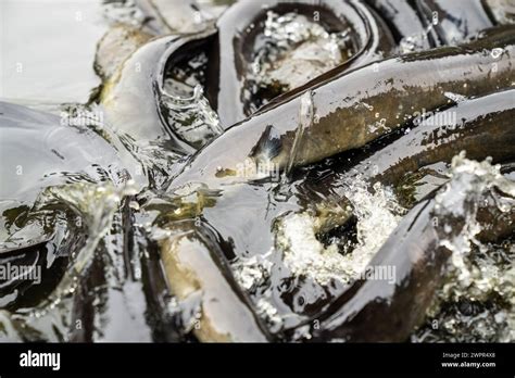 New Zealand Long Fin Eel Gathering In Stream Writhing And Slimy Stock