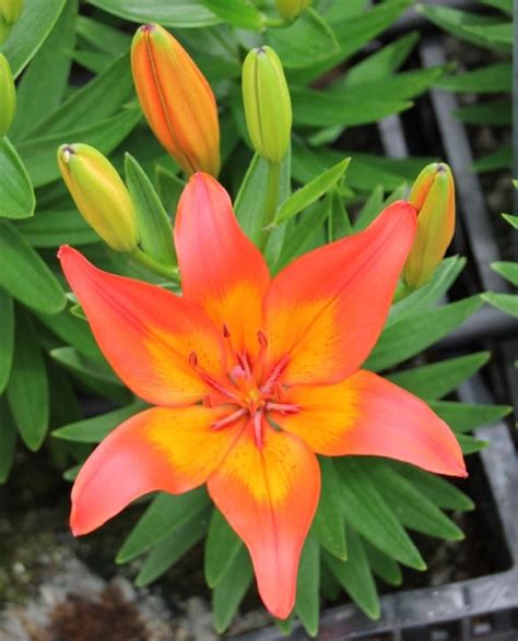 Matrix Onings Holland Flowerbulbs