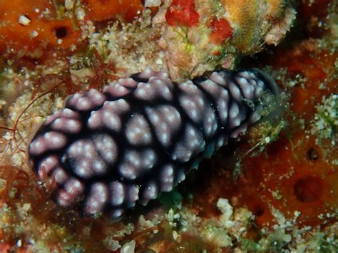 Phyllidia Pustulosa