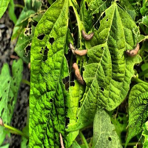 Slugs Object Detection Dataset By Slugdiverse