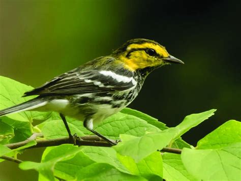 Usfws Recommends Downgrading Status Of Golden Cheeked Warbler Bryan Bird