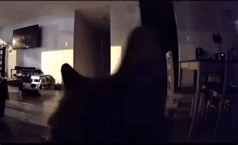 Flashbang Cat  Flashbang Cat Cat Meme  を見つけて共有する