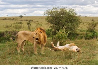 Sex Lions Stock Photo Shutterstock