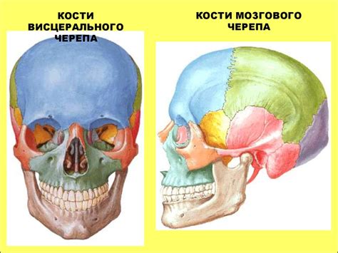 Учение о черепе краниология презентация онлайн