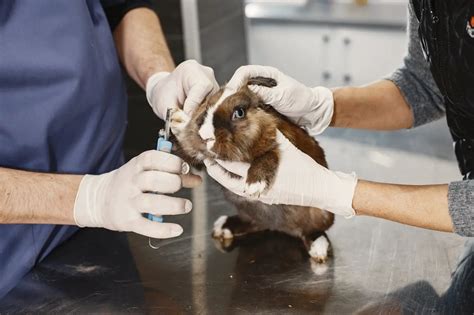 Caring For Guinea Pigs A Comprehensive Guide