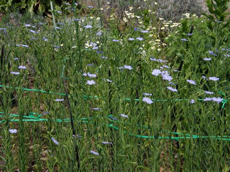 シュッコンアマ 植物写真鑑