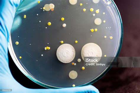 미생물학 실험실에서 교육을 위한 토양 샘플에서 천접시에서 자라는 특성과 다양한 모양의 박테리아 및 곰팡이 의 배경 효모에 대한 스톡 사진 및 기타 이미지 Istock