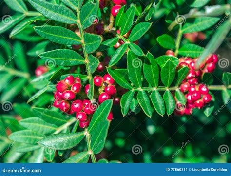 Evergreen Shrub With Red Berries Pistacia Lentiscus Stock Image