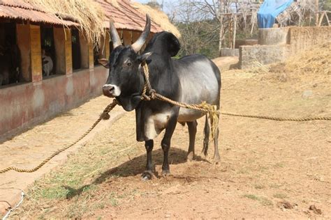 The Living Legacy Of Kangayam Bull Farmer Junction