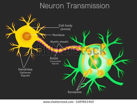 Neuron Transmission Transduction Nerve Cell Sensory Stock Vector Royalty Free
