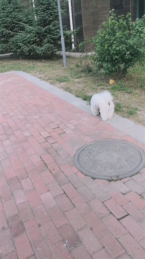 度小视