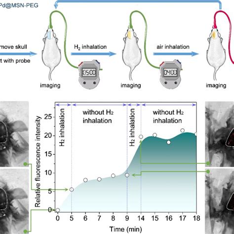 A Illustration Of Hydrogen Detection Using The Probe In The Mouse