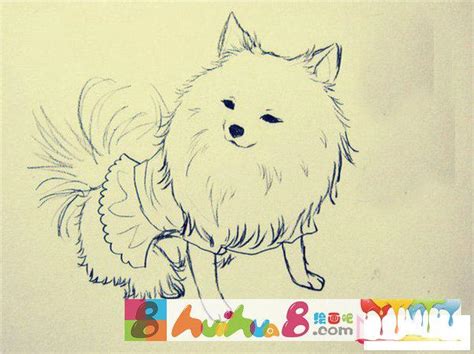 漂亮的博美犬简笔画 简笔画图片大全 普车都