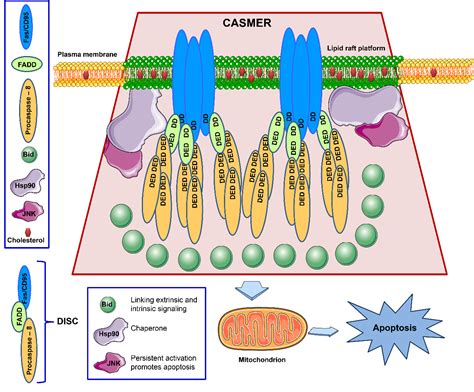 Figure 1 From Clusters Of Apoptotic Signaling Molecule Enriched Rafts