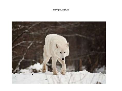 Северные животные Online Presentation