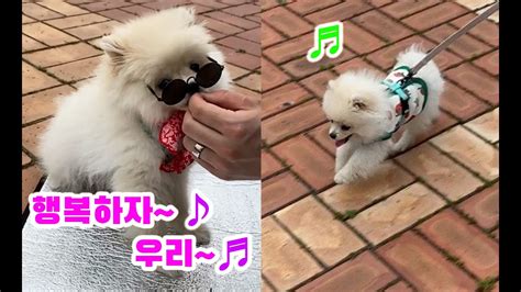 포메라니안 이쁜 옷 입고 산책 나왔어요 YouTube