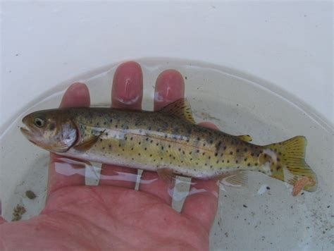 Lahontan Cutthroat Trout Oncorhynchus Henshawi Henshawi Marine Life
