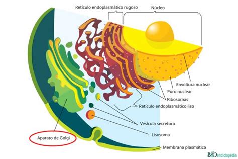 Aparato De Golgi Qué Es Función Y Estructura Resumen