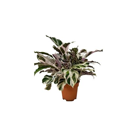 Calathea 'White Fusion'