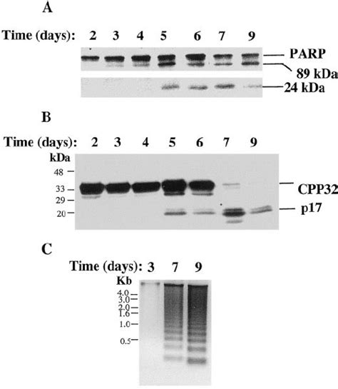 Time Courses Of In Vitro Caspase 3 Parp Cleavage Activity A Download Scientific Diagram