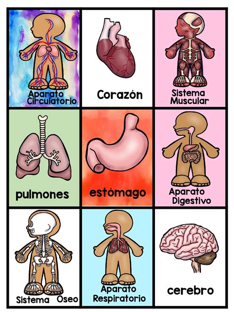 Tarjetas Para Trabajar El Cuerpo Humano En Infantil Y Primariapage 0001