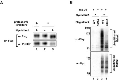 S367 Phosphorylation Facilitates Mdm2 Dependent Degradation Of Mdmx
