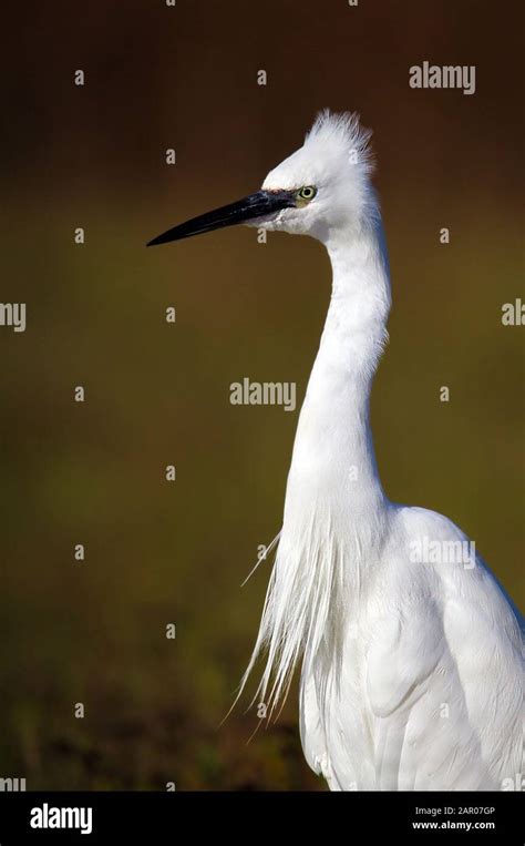 Profile Of A Little Egret Egretta Garzetta Standing Tall Displaying