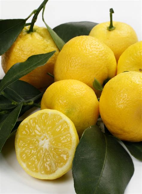 Quali Sono Gli Agrumi Che Resistono Al Freddo InOrto