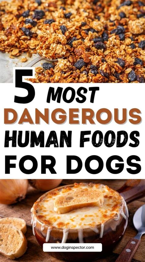 5 Most Dangerous Human Foods For Dogs