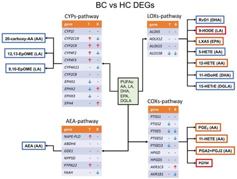Schema Of Degs In Tissue T And Blood B Bc Patient Transcriptomics