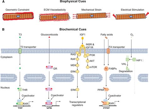 Cardiomyocyte Maturation Circulation Research