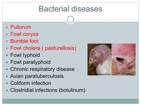 Common Bacterial Diseases In Broilers