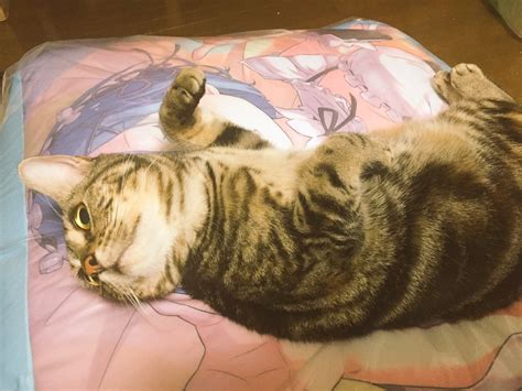 [media]a Cat Wants Rem To Cuddle Him R Re Zero