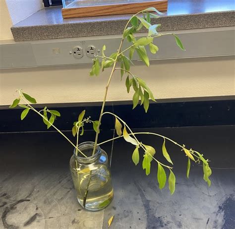 Ib 117 Final Exam Just New Plants Flashcards Quizlet