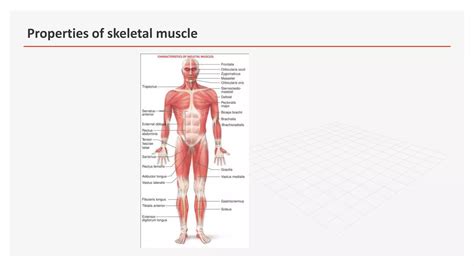 Properties Of Skeletal Musclep Pptx