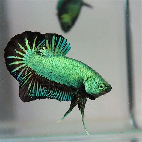 Beautyfull Fish Poisson Combattant Betta Animaux Domestiques