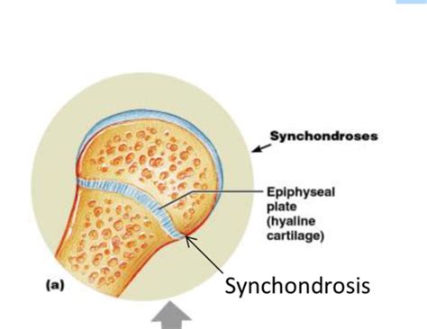 Fibrous Cartilaginous And Synovial Joints Flashcards Quizlet