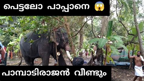 Pambady Rajan പെട്ടലോ പാപ്പാനെ 😱 Youtube
