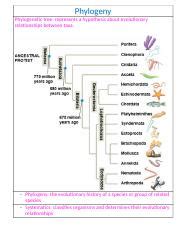 Understanding Phylogeny And Phylogenetic Trees Evolutionary Course Hero