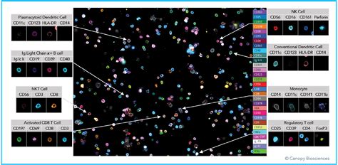 Highly Multiplexed Deep Cell Phenotyping With Chipcytometry™