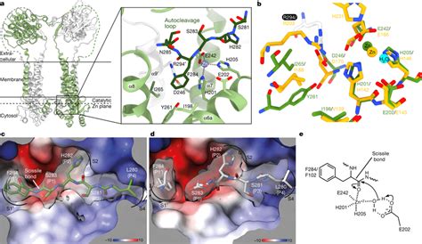 The Zinc Metalloprotease Active Site Of Blar1 And Binding Of The Download Scientific Diagram
