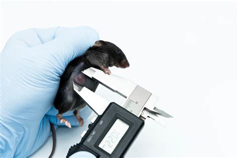 과학자 연구원은 실험적인 검은 마우스의 종양 크기를 측정합니다 종양 성장역학 뮤린 모델 Stem 주제에 대한 스톡 사진 및 기타