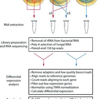 Schematic Of Experimental Workflow Of RNA Seq Analysis Of Bacillus Download Scientific Diagram