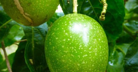 Passion Fruit Live Fruit Plant 1 2 Tropical Plantae