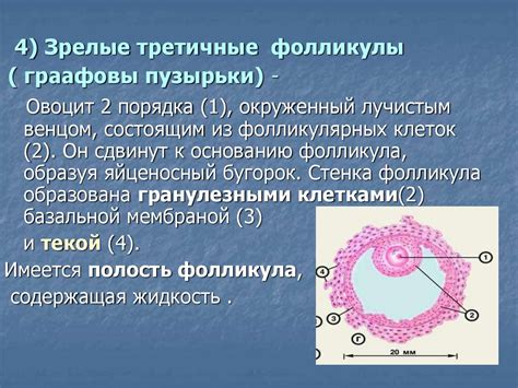 Женская половая система Лекция 8 презентация онлайн