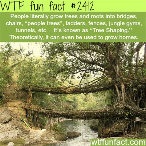 People Manipulate Tree Roots