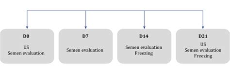 Flow Diagram Of The Experimental Period Download Scientific Diagram