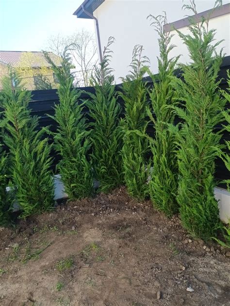 Vând Chiparos Leylandi Balotesti • Olx Ro